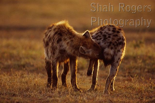 Spotted hyaenas greeting ritual, sniffing genitalia (Crocuta crocuta ...