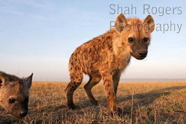 Spotted hyena adolescent(Crocuta crocuta) with playful pup _ wide angle ...