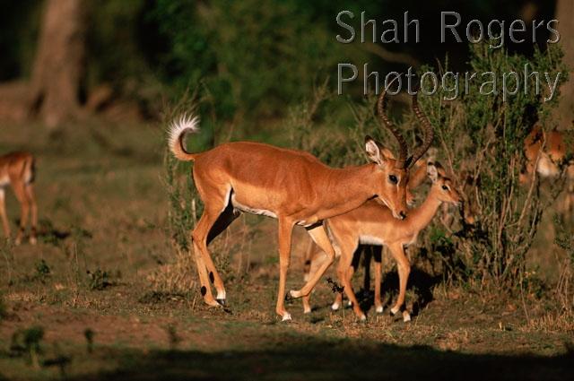 Impala male following his female harem (Aepyceros melampus) Maasai Mara ...