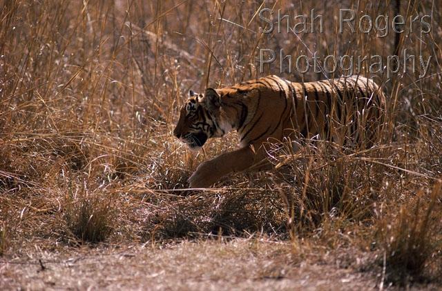 Adolescent female Bengal tiger cub 'Noorjahan' beginning to stalk ...