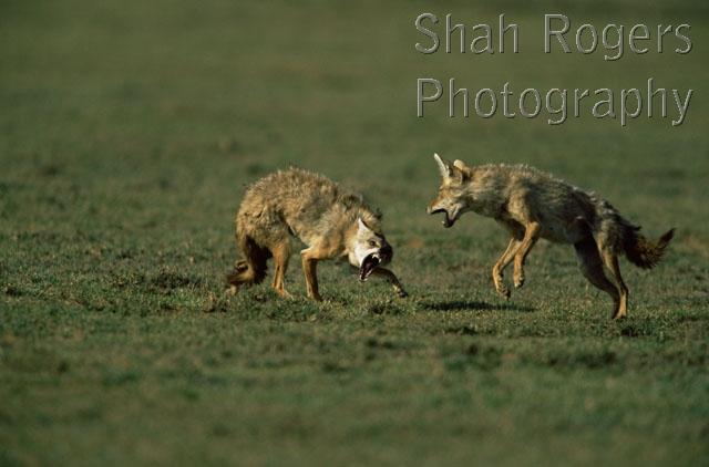Two Golden jackals fighting (Canis aureus) Ngorongoro conservation area ...