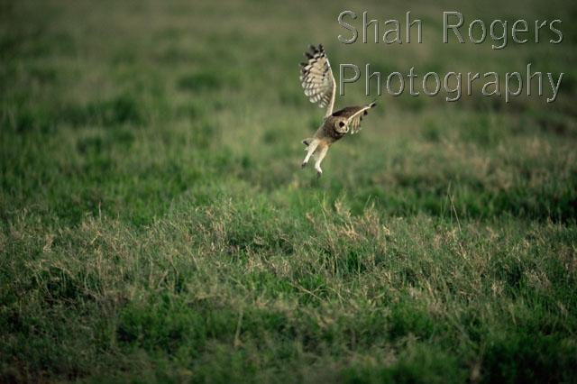 Marsh owl (Asio capensis) taking off from savanna grassland. Serengeti ...