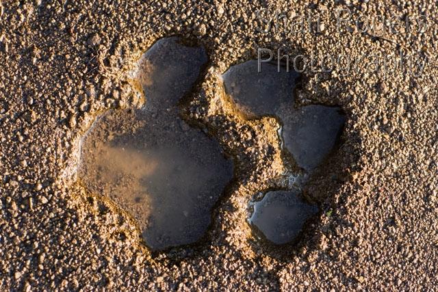 Lion (Panthera leo) footprint / pug in mud. Maasai Mara National ...