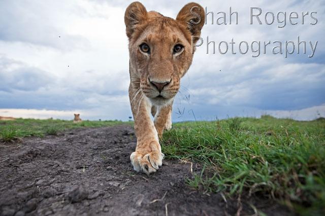 Lion adolescent approaching cautiously _ wide angle perspective ...
