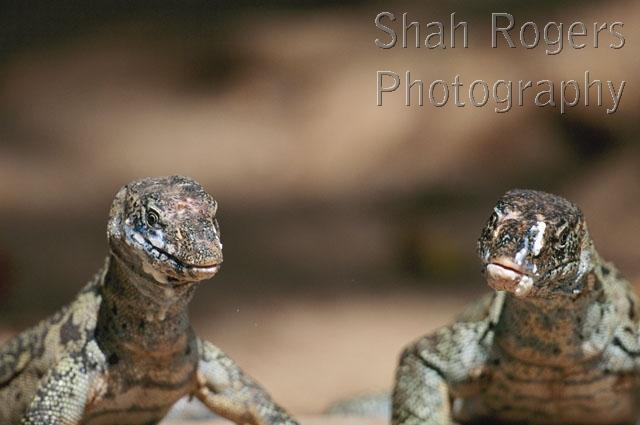 Two Monitor lizards (Varandae) Kenya, East Africa