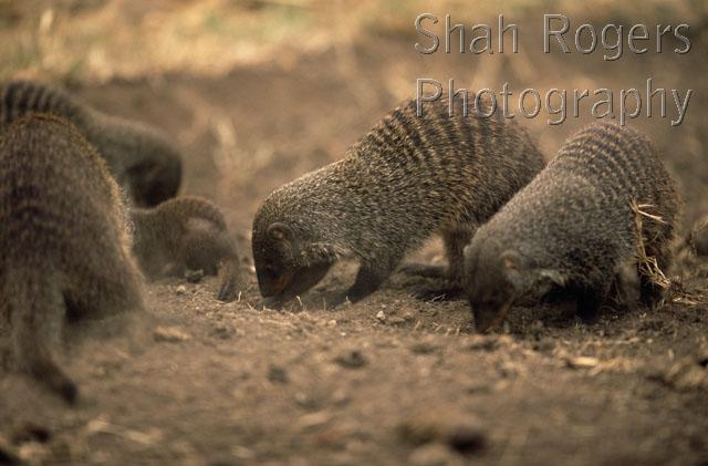 Group of Banded mongoose digging for food (Mungos mungo), foraging ...