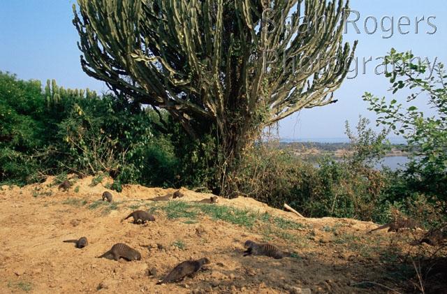 Group of Banded mongoose foraging (Mungos mungo), Queen Elizabeth ...