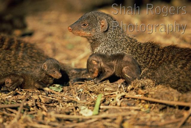 Banded mongoose adult with playful pups (Mungos mungo) Queen Elizabeth ...