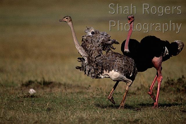 Ostrich pair exhibiting courtship display behaviour (Struthio camelus ...