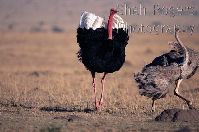 Ostrich pair exhibiting courtship display behaviour (Struthio camelus ...