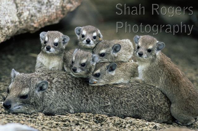 Six Rock hyrax babies resting on mother (Hetrohyrax brucei / Procavia ...