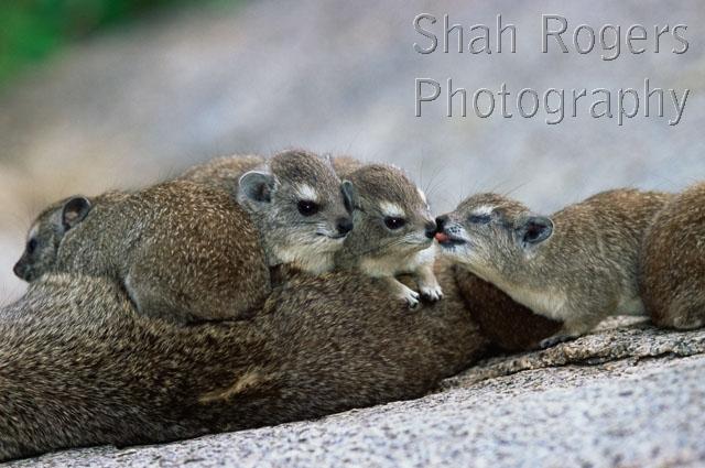 Rock hyrax babies resting on mother (Hetrohyrax brucei / Procavia ...