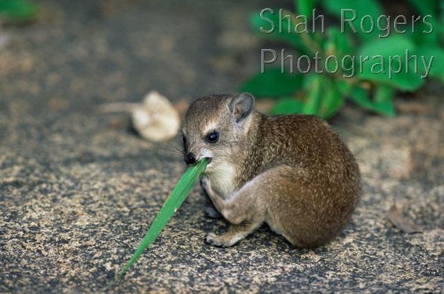 Baby Rock hyrax feeding on grass (Hetrohyrax brucei / Procavia capensis ...