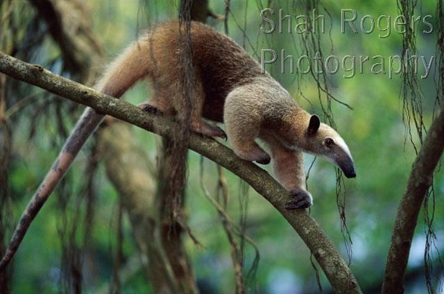 Southern tamandua / Lesser Anteater (Tamandua tetradactyla) captive ...