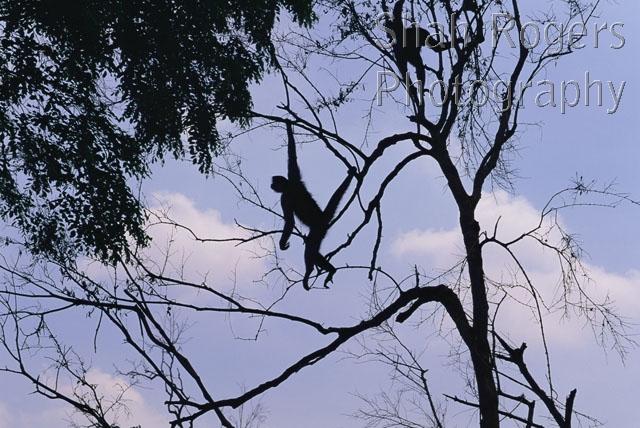 Black_faced Black Spider monkey or Peruvian Peruvian Spider Monkey ...