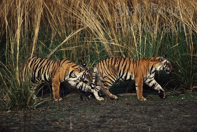 Two adolescent Bengal cubs on the prowl together (Panthera tigris ...