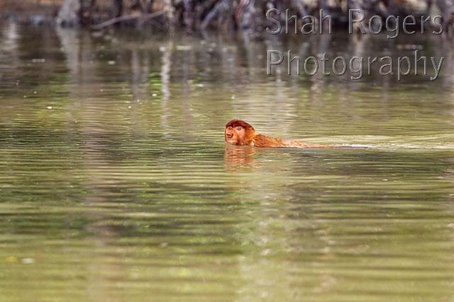 Proboscis monkey young male swimming across a river to reach a new ...