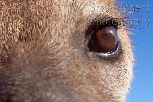 Spotted hyena close_up of eye(Crocuta crocuta). Maasai Mara National ...