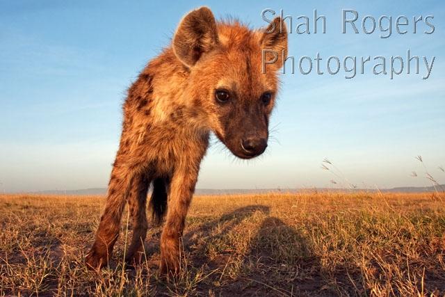 Spotted hyena adolescent looks on with curiosity _ wide angle ...