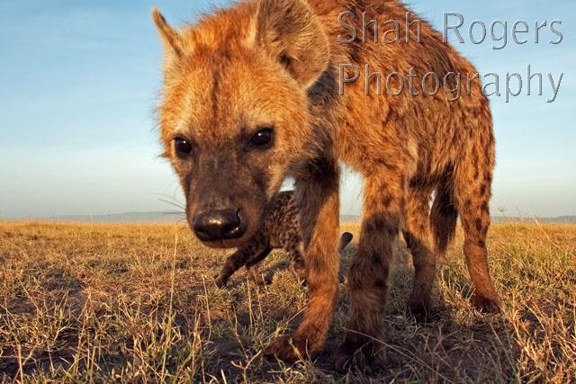 Spotted hyena adolescent and pup approaching with curiosity _ wide ...