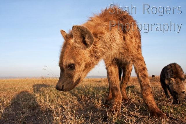 Spotted hyena adolescent and pup approaching with curiosity _ wide ...