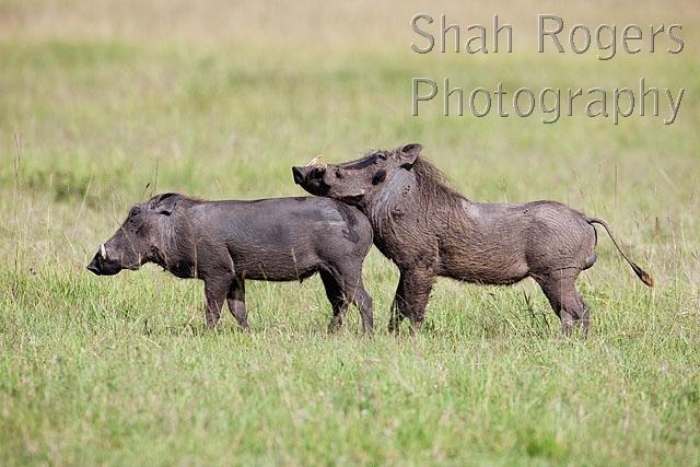 Warthogs mating (Phacochoerus africanus). Maasai Mara National Reserve ...