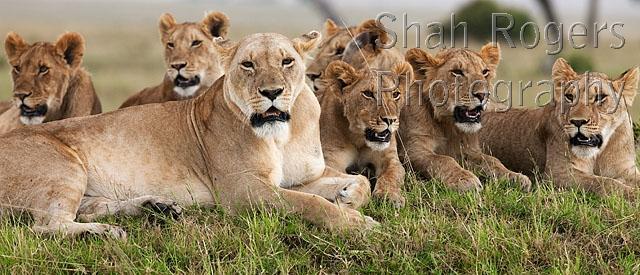 Lioness and adolescents sitting in a group (Panthera leo). Maasai Mara ...
