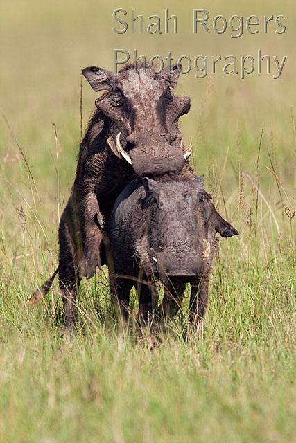 Warthogs mating (Phacochoerus africanus). Maasai Mara National Reserve ...