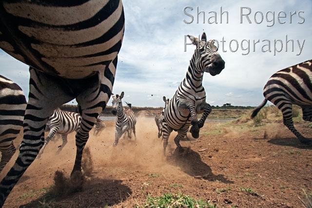 Zebra Running Away