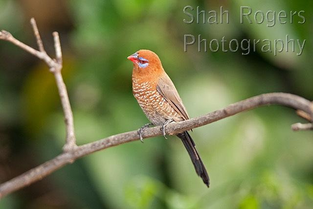 Purple grenadier female (Uraeginthus ianthinogaster). Maasai Mara ...
