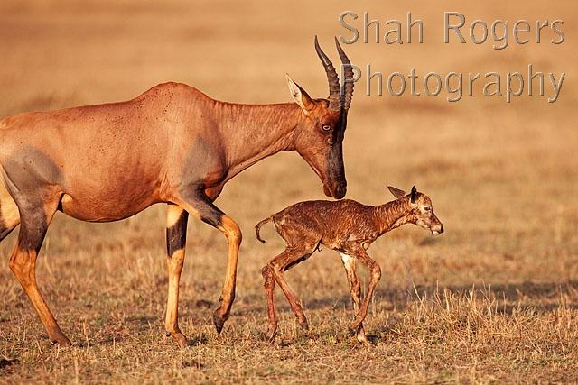 Topi female with her new_born calf (Damaliscus lunatus jimela). Maasai ...