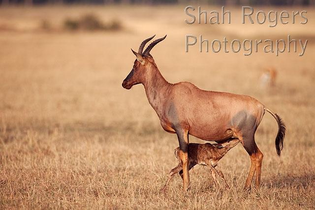 Topi female with suckling new_born calf (Damaliscus lunatus jimela ...