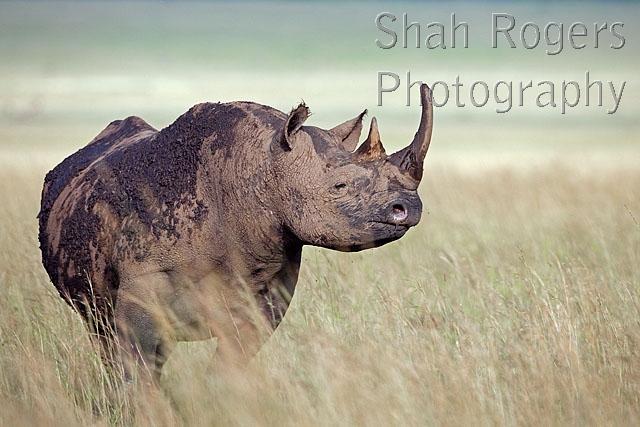 Black rhinoceros crossing the savanna grasslands (Diceros bicornis ...