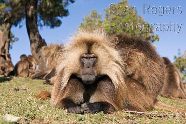 Gelada male(Theropithecus gelada) being groomed _ wide angle ...