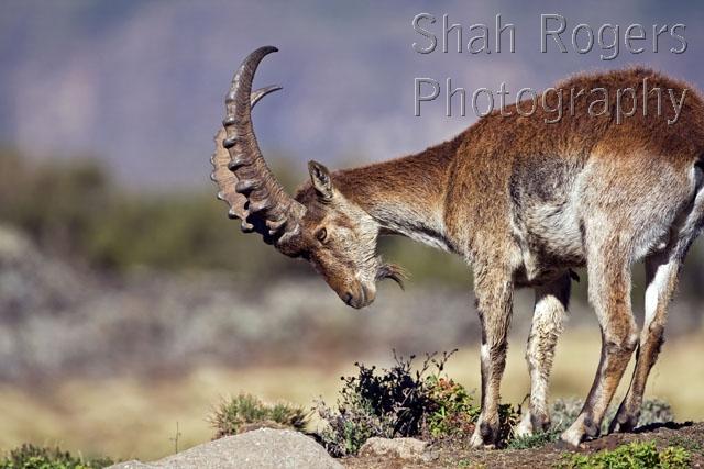 Walia ibex male (Capra walie) Simien Mountains National Park, Ethiopia ...