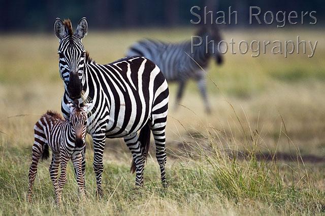 Plains Zebra Foal