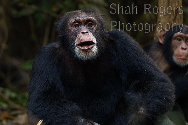Western chimpanzee alpha male 'Foaf' aged 30 years vocalising (Pan ...