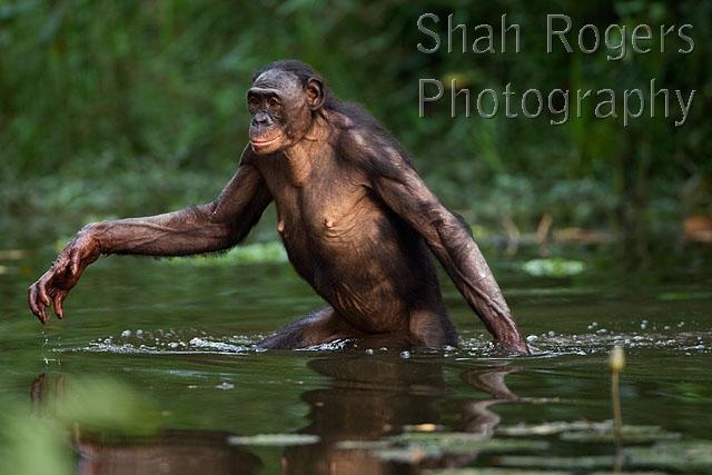 Bonobo female wading through water (Pan paniscus). Lola Ya Bonobo ...