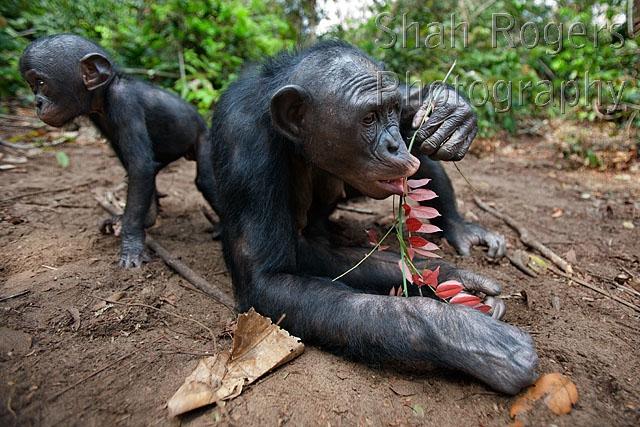 Bonobo female 'Nioki' feeding on fresh leaves while her baby 'Bomango ...