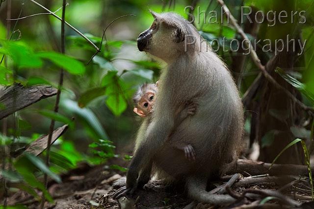 Tana mangabey female holding her young baby of 1_2 months old ...