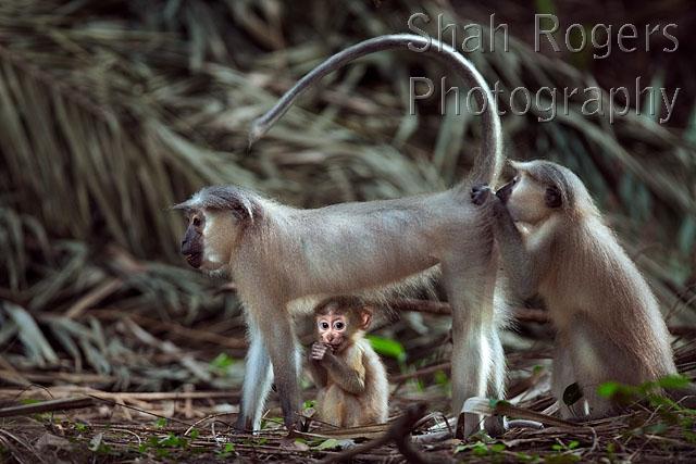 Tana mangabey baby aged 1_3 months sitting under its mother while she ...