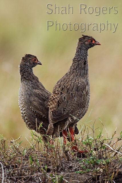 Red_necked spurfowl pair(Francolinus afer). Maasai Mara National ...