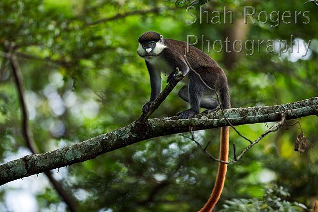 Red_tailed monkey female looking alert (Cercopithecus ascanius ...
