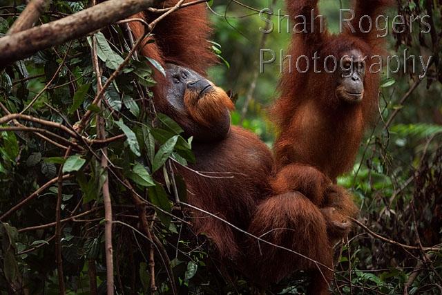 Sumatran Orangutan mature male 'Halik' aged 26 years mating with female ...