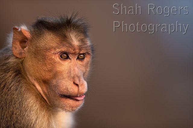Bonnet Macaque male portrait (Macaca radiata). Hampi, Karnataka, India ...