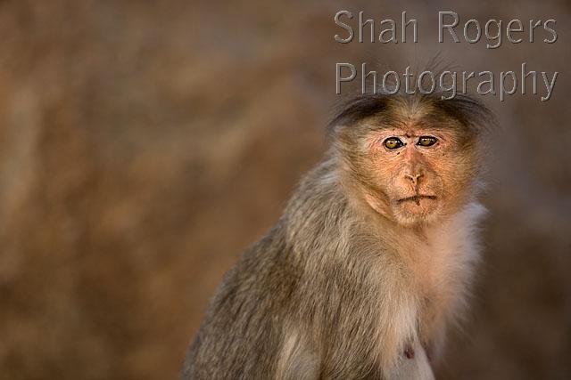 Bonnet Macaque female portrait (Macaca radiata). Hampi, Karnataka ...