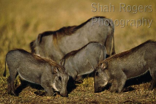 Warthog family group kneeling on ground to feed (Phacochoerus ...