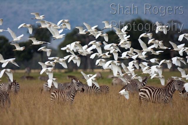 Flock of Cattle egrets taking off (Bubulcus ibis) above a herd of ...